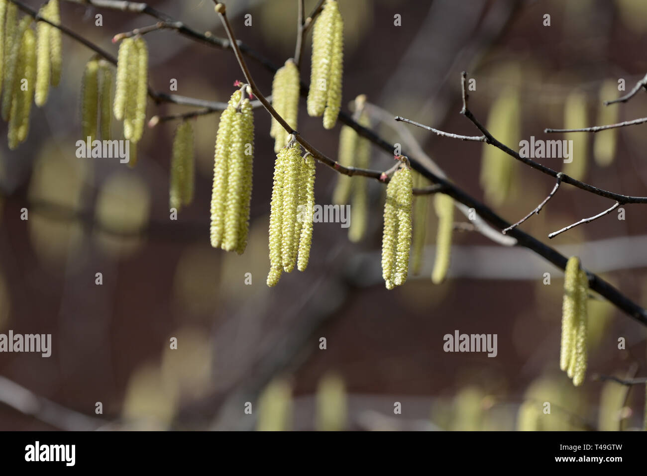 The young blooming long catkins on alder tree branches in early spring ...