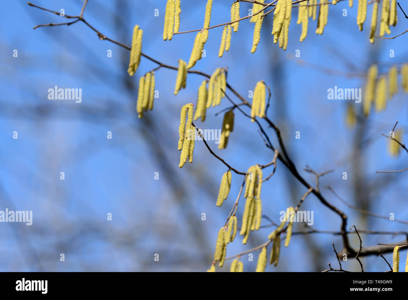The young blooming long catkins on alder tree branches in early spring ...
