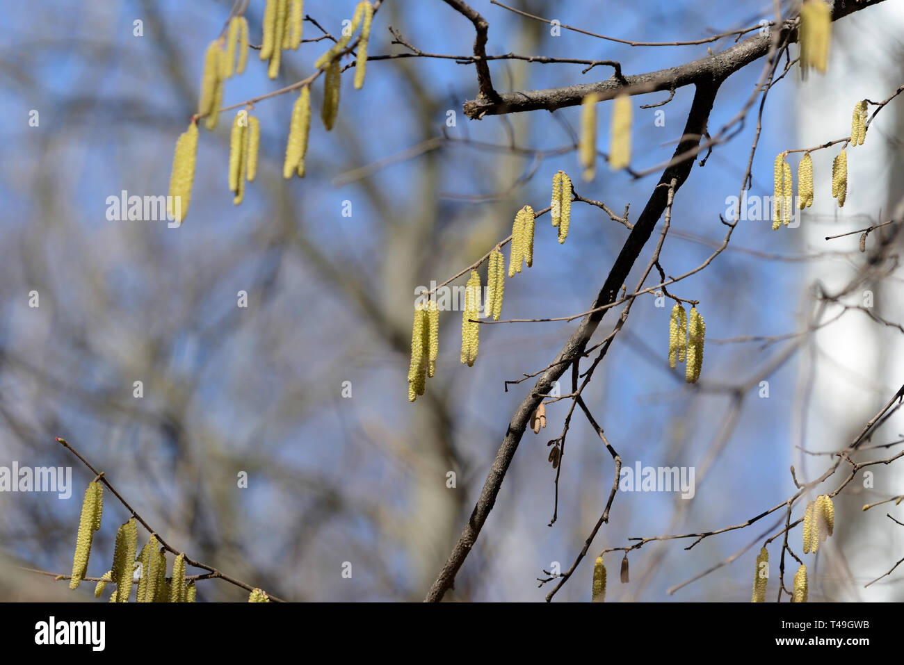 The young blooming long catkins on alder tree branches in early spring ...