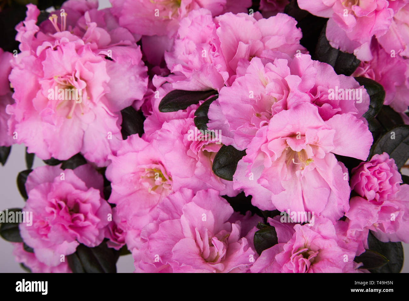 Blossoming plant of azalea in flowerpot. "Rhododendron simsii" on light ...
