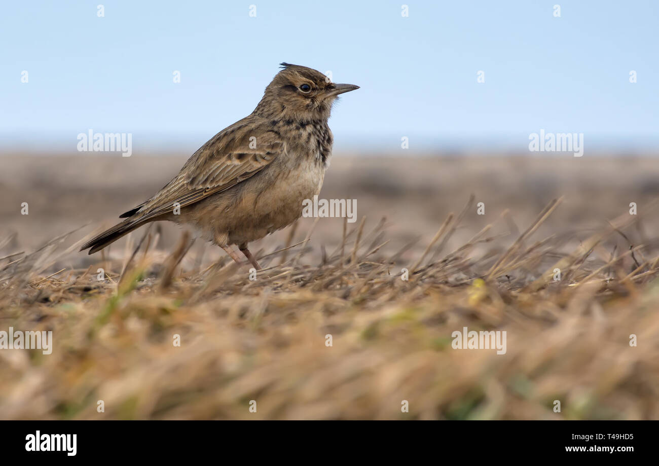 Field lark hi-res stock photography and images - Alamy