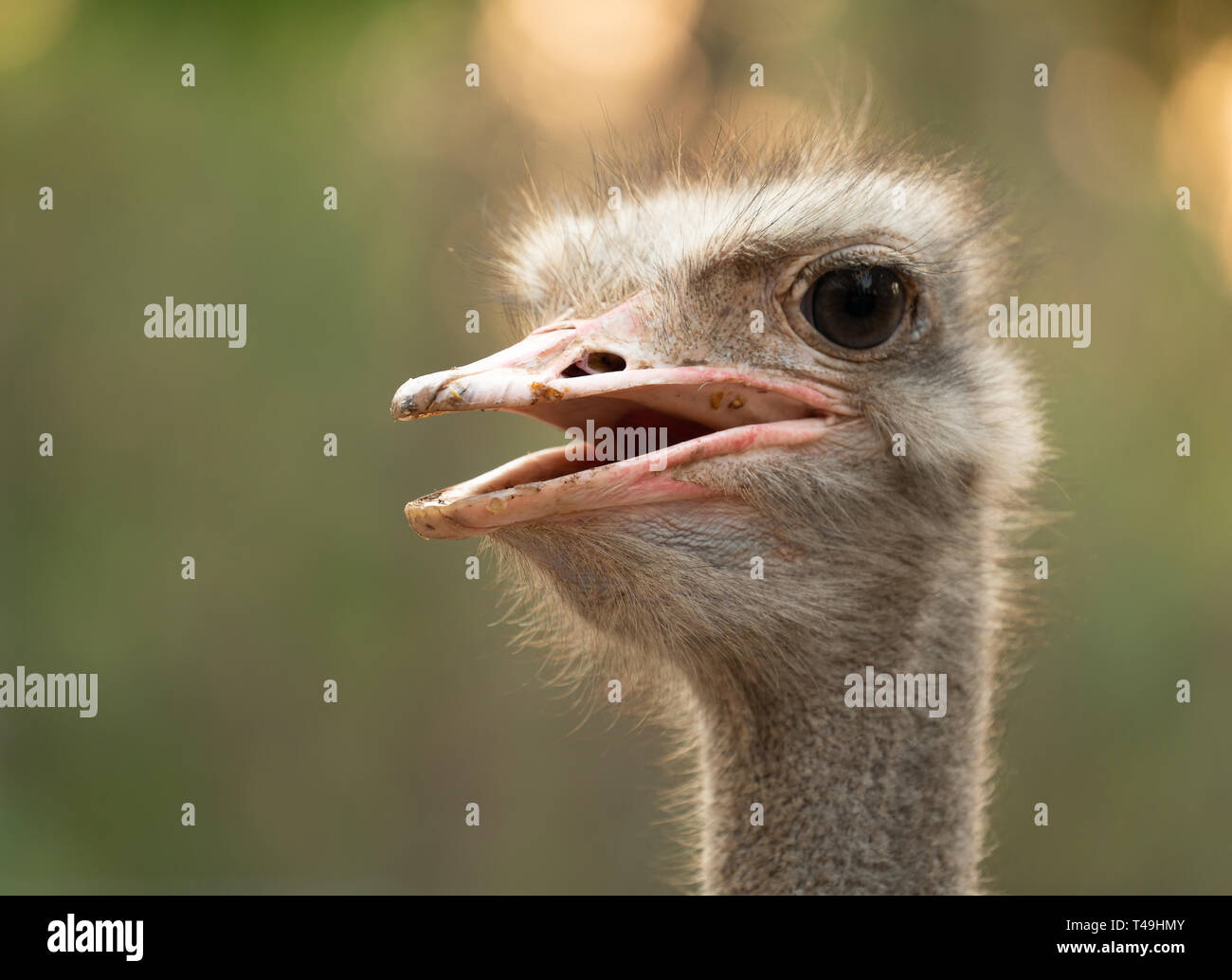 Big neck bird hi-res stock photography and images - Alamy