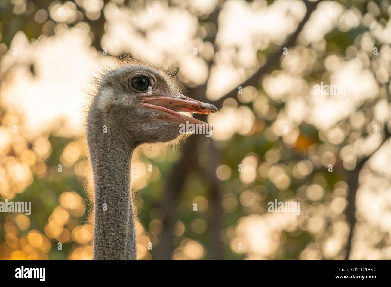 Ostrich head in close hi-res stock photography and images - Alamy