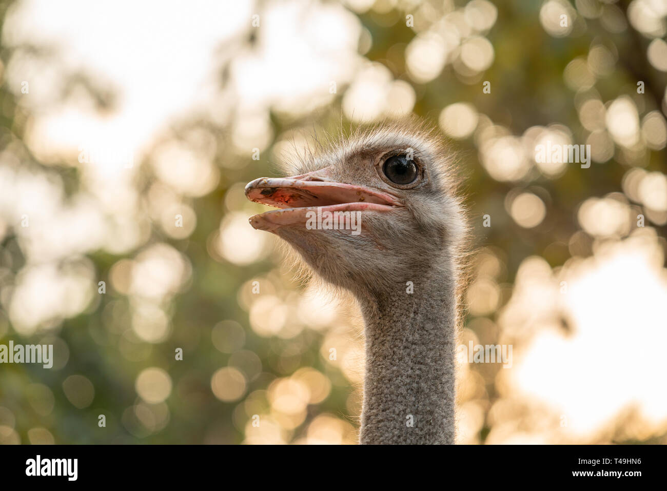 Ostrich head hi-res stock photography and images - Alamy