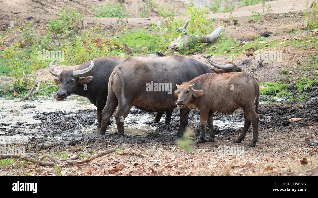 Asia wild water buffalo hi-res stock photography and images - Alamy