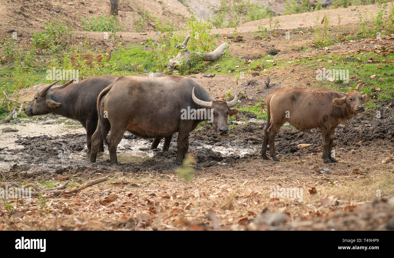 Rural water buffalo hi-res stock photography and images - Alamy