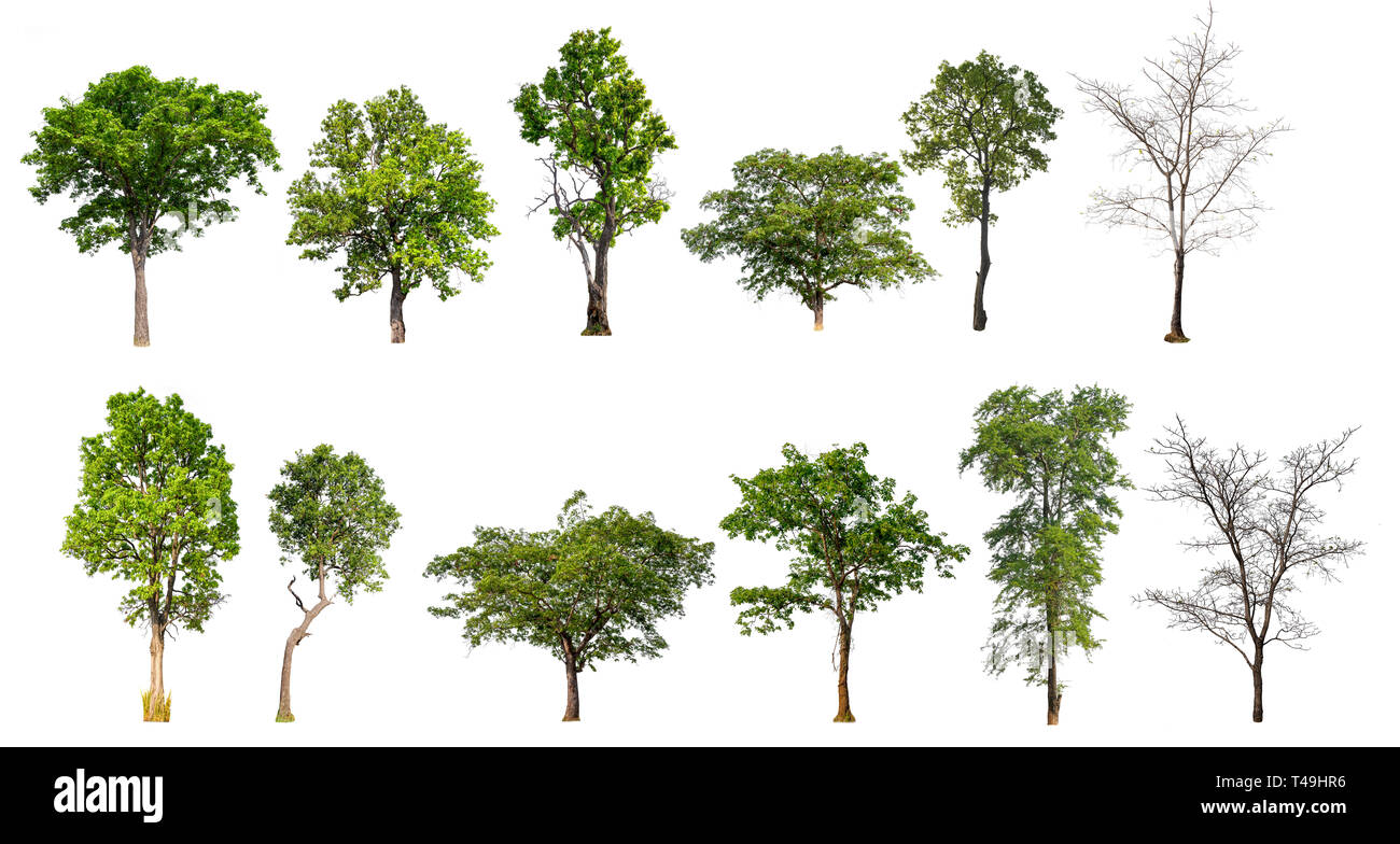 isolated tree collection on white background Stock Photo - Alamy