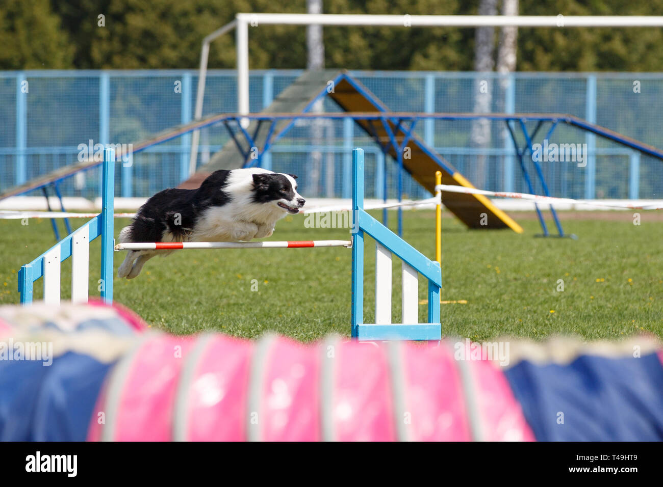 Border Collie jumping over the obstacle on dog agility sport ...