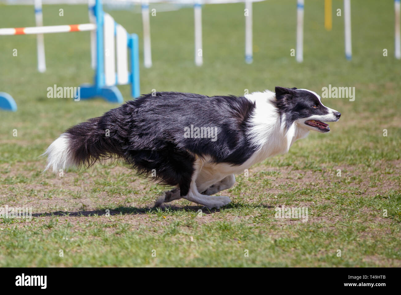 Agility dog course hi-res stock photography and images - Alamy