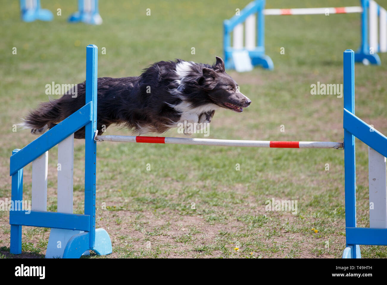 Border Collie jumping over the obstacle on dog agility sport ...