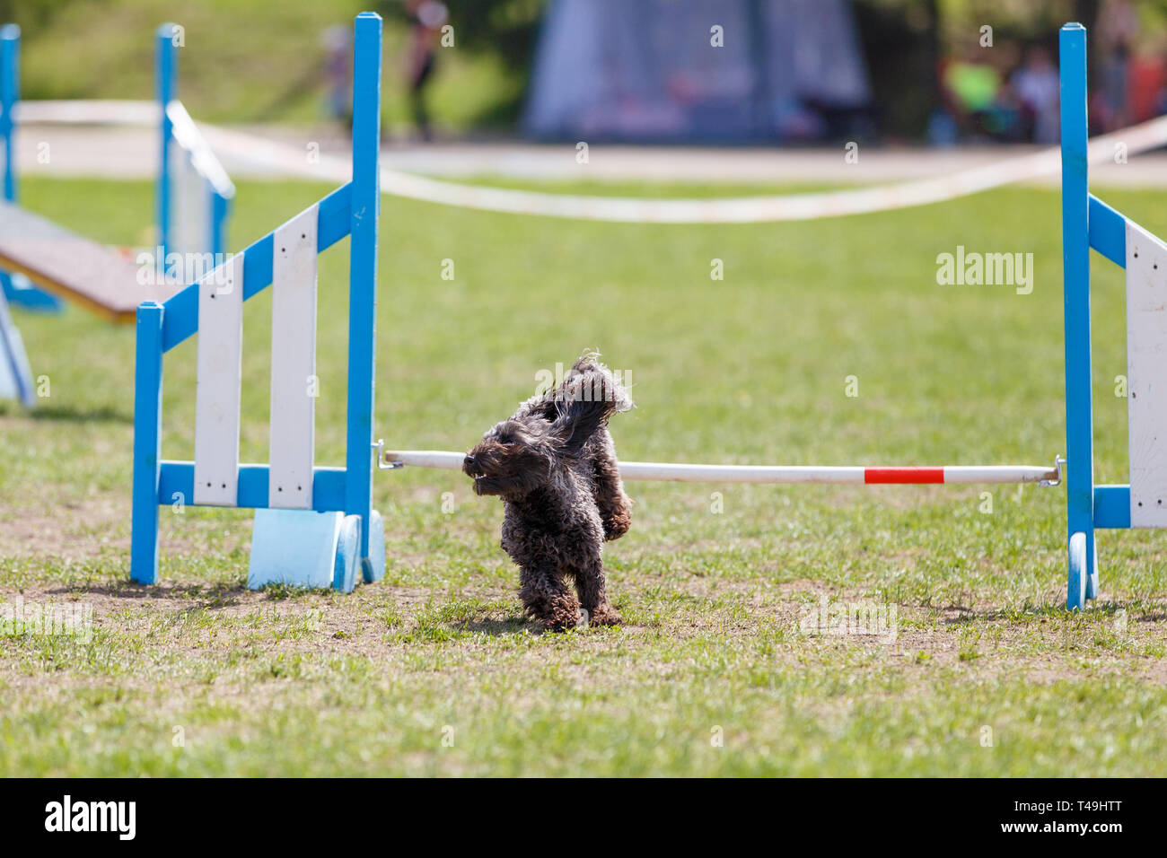 Small cute dog jumping over the obstacle on dog agility sport ...
