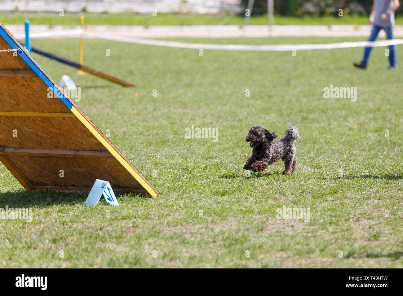 Dog running its course on dog agility sport competition Stock Photo - Alamy