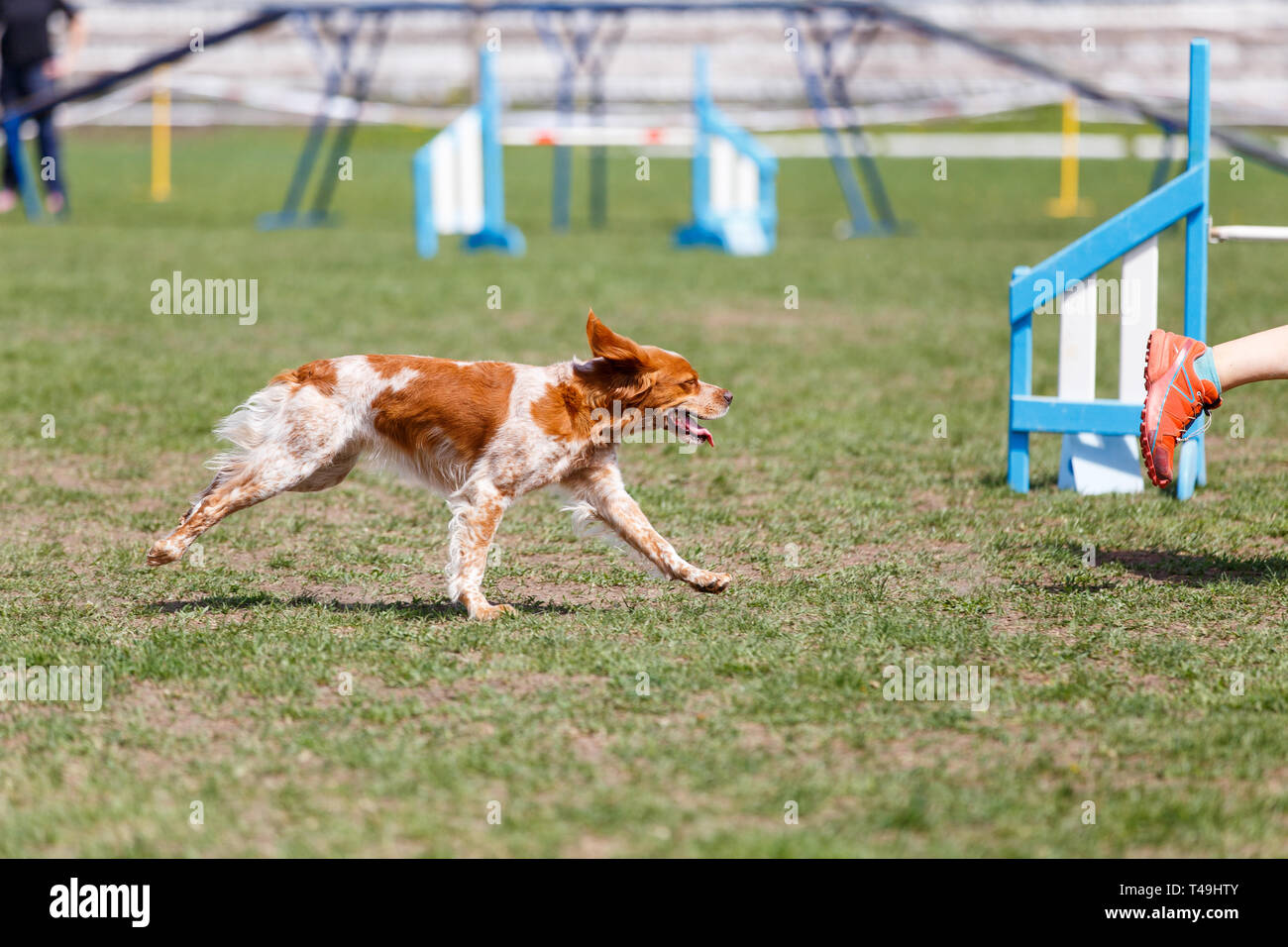 Dog running its course on dog agility sport competition Stock Photo - Alamy