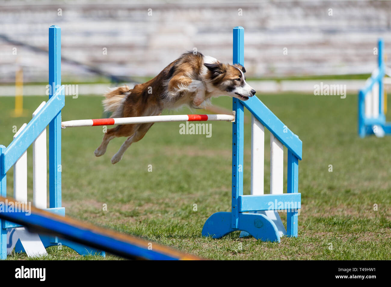 Border Collie jumping over the obstacle on dog agility sport ...