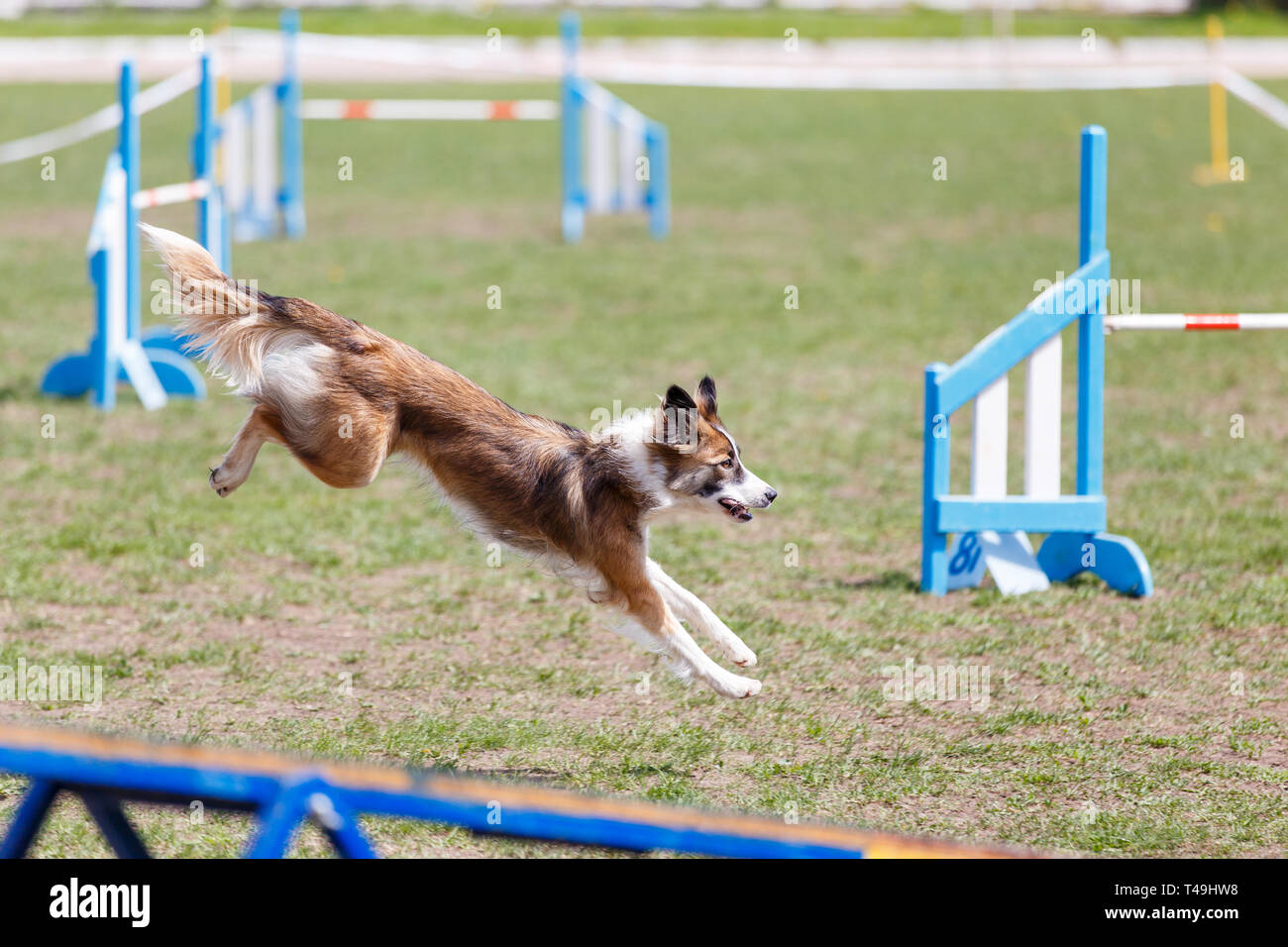 Dog running its course on dog agility sport competition Stock Photo - Alamy