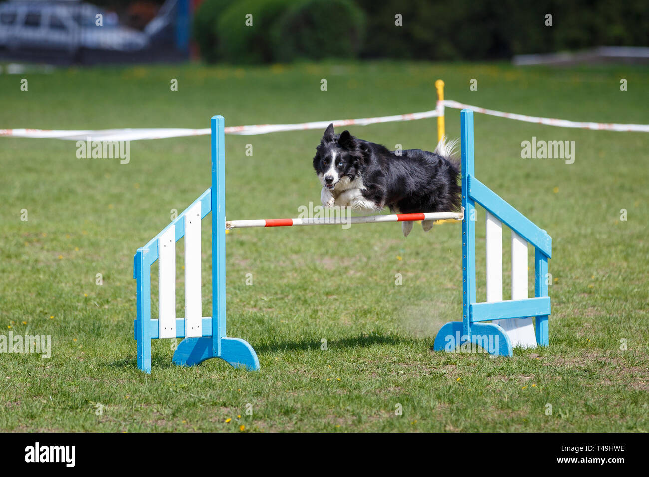 Border Collie jumping over the obstacle on dog agility sport ...