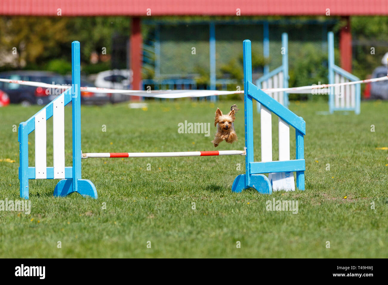 Cute dog jumping hi-res stock photography and images - Alamy