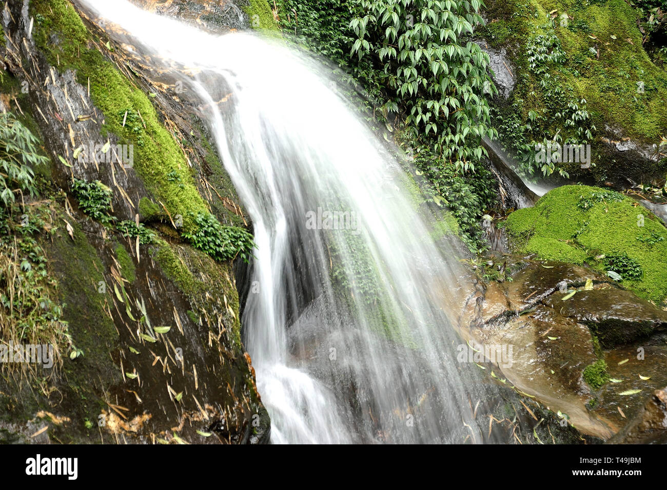 Beautiful flower india sikkim flower hi-res stock photography and ...