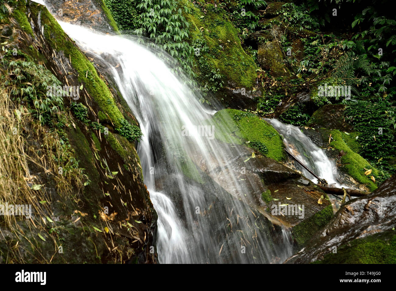 Sikkim Flower High Resolution Stock Photography and Images - Alamy