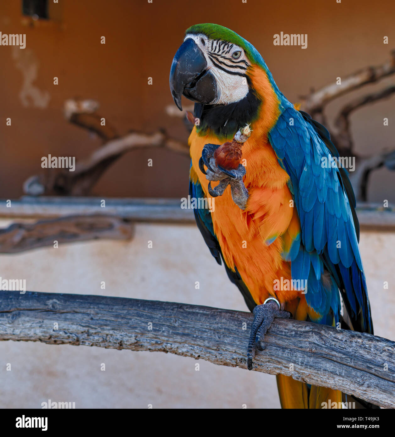 Macaw (parrot) feeding, cala millor nature park, mallorca, spain Stock ...