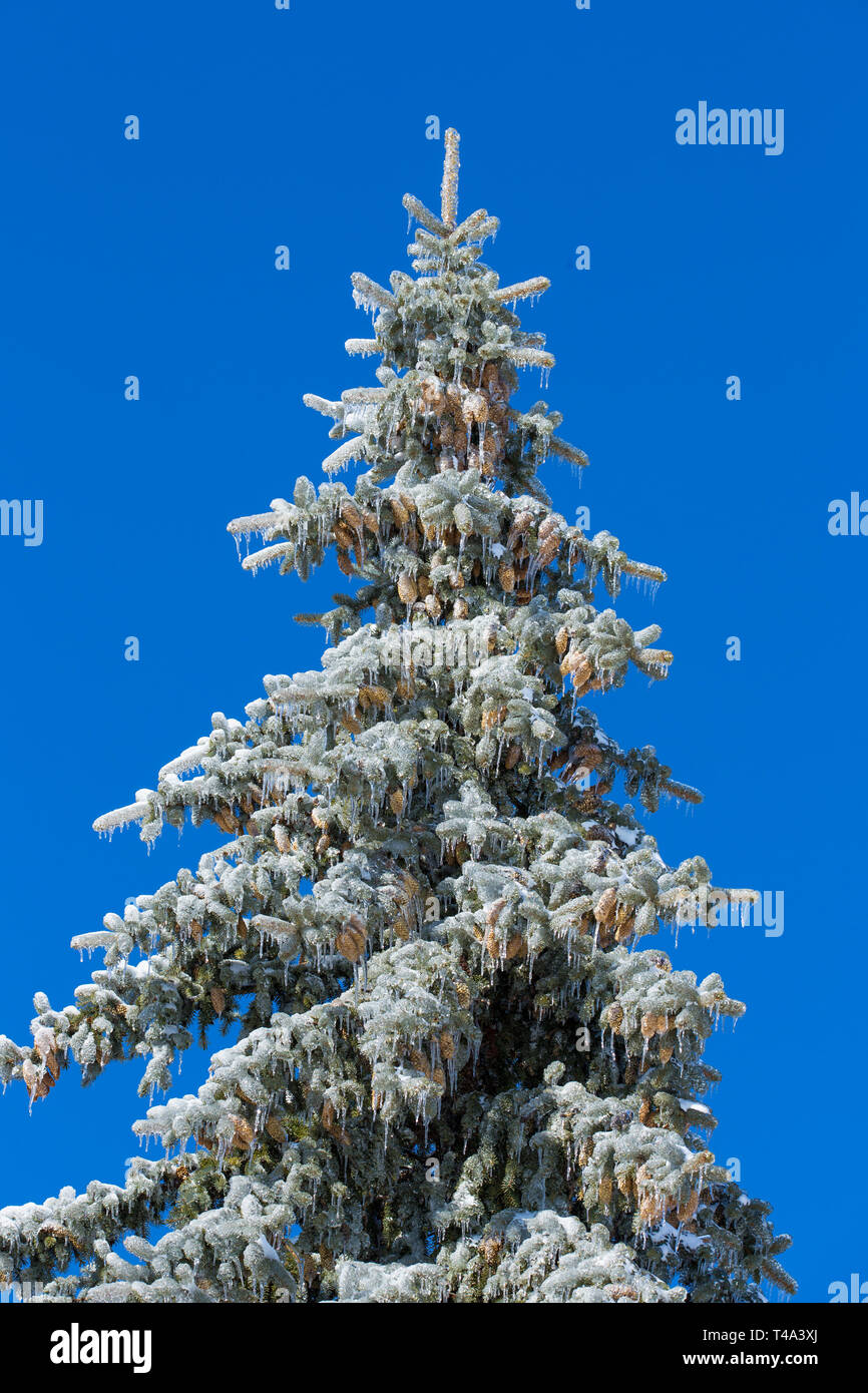Heavy freezing rain ice storm hi-res stock photography and images - Alamy