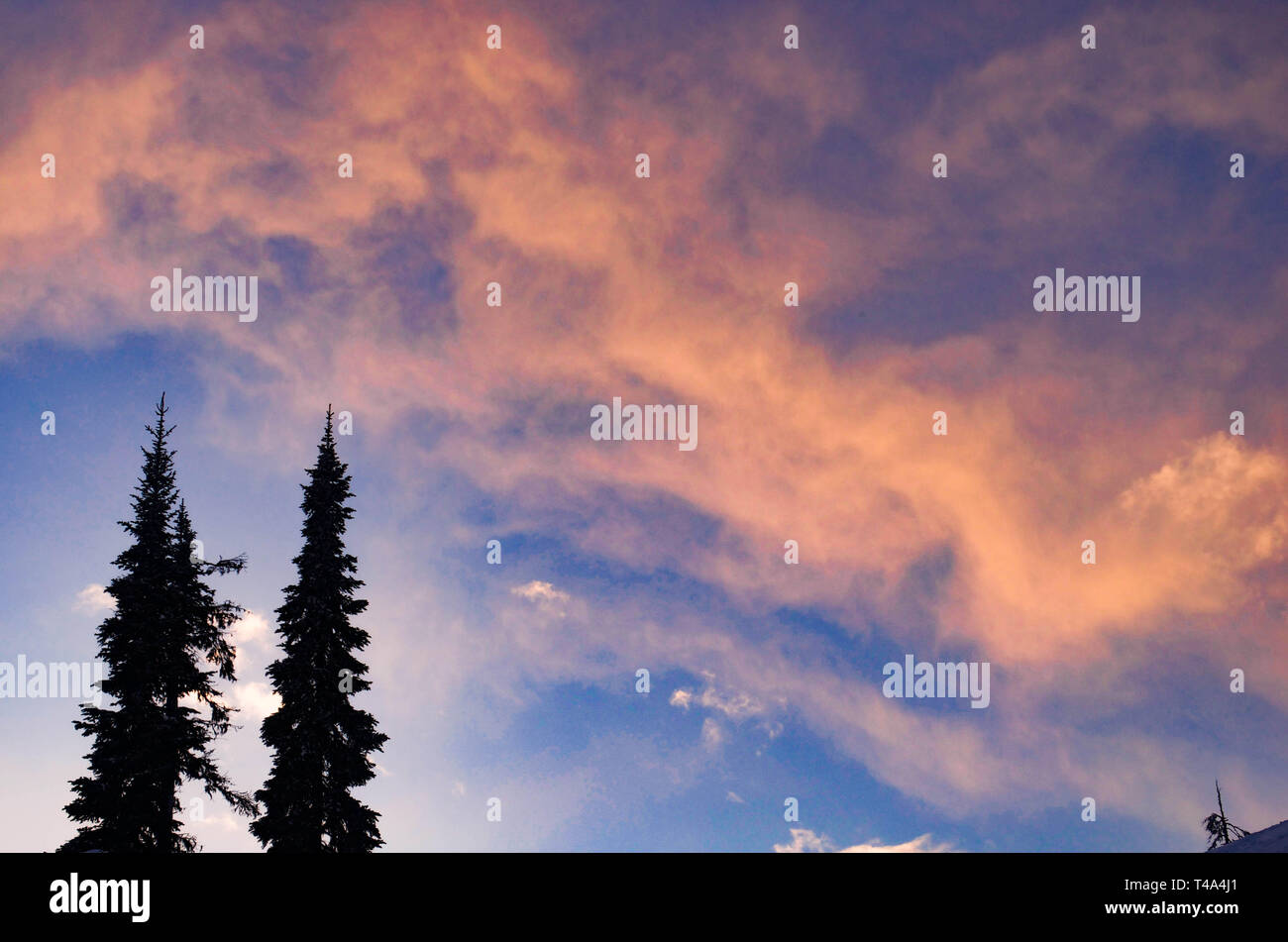 Pinetrees hi-res stock photography and images - Alamy