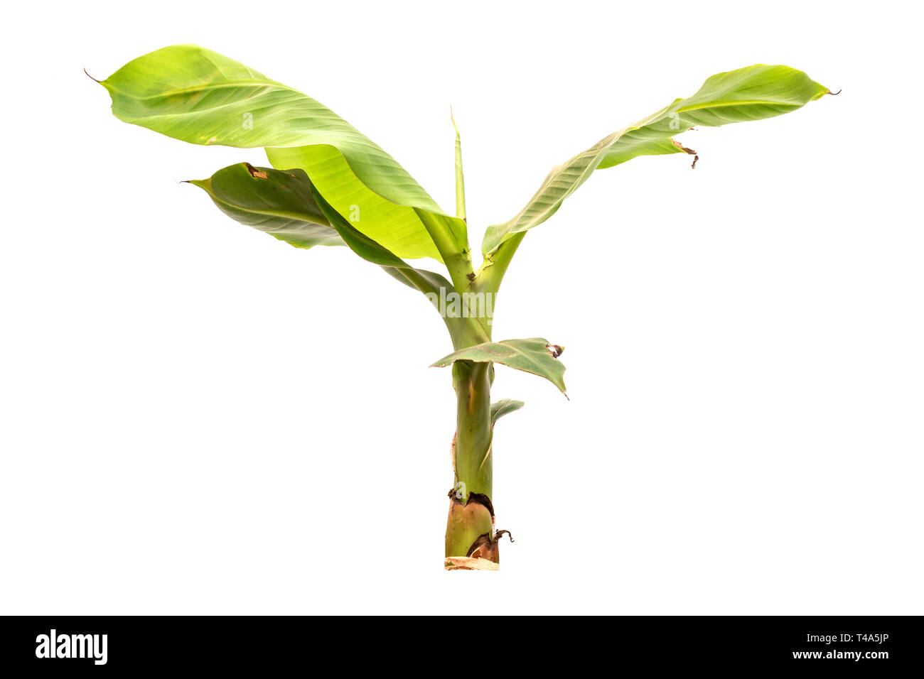 The banana tree that has just sprouted. Small banana tree isolated on ...