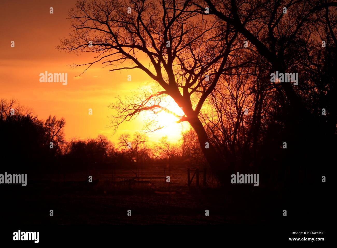 Colorful Kansas Sunset in the evening with tree Silhouettes Stock Photo ...