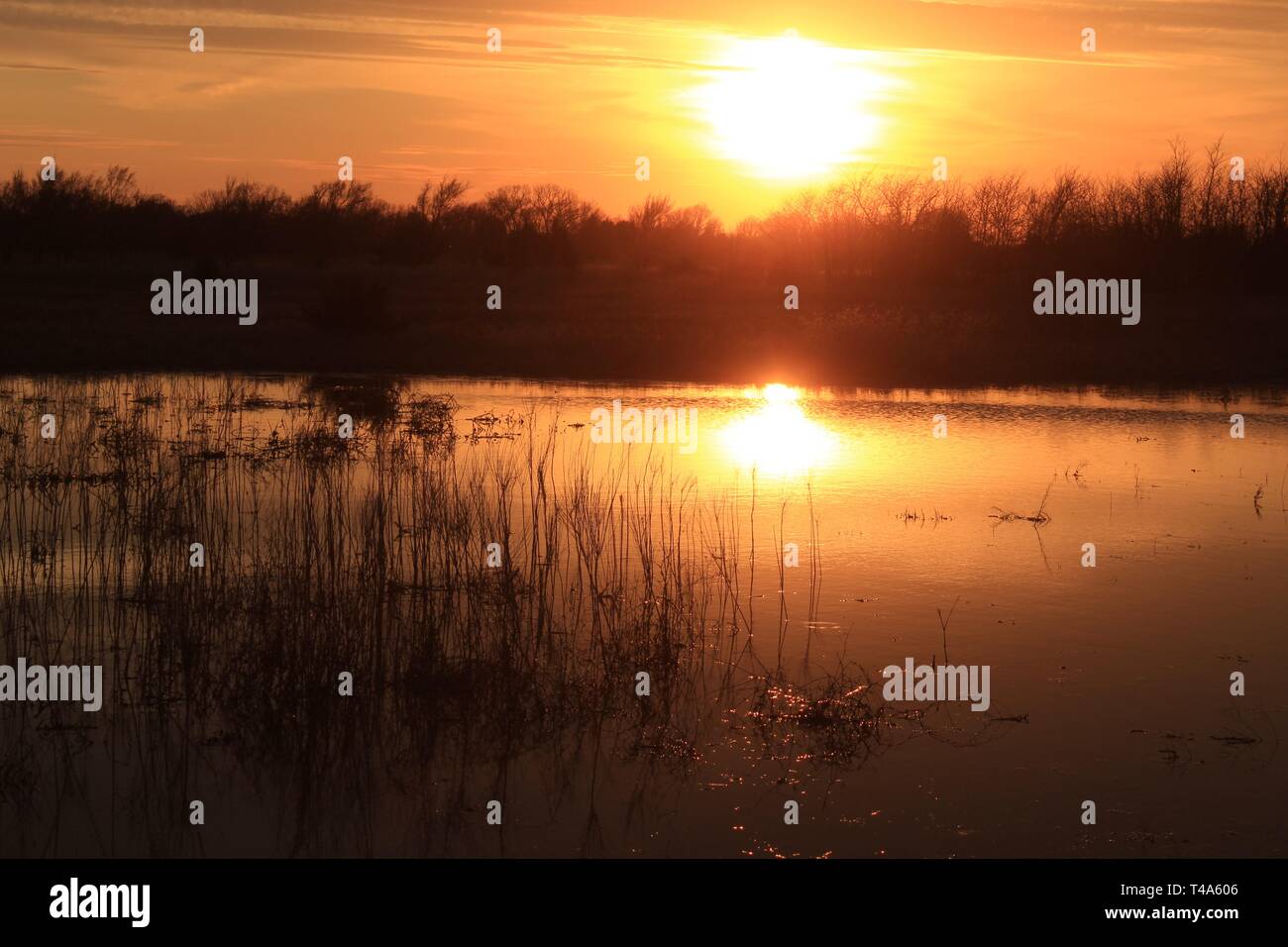 Kansas Sunset with trees and reflection on water Stock Photo - Alamy