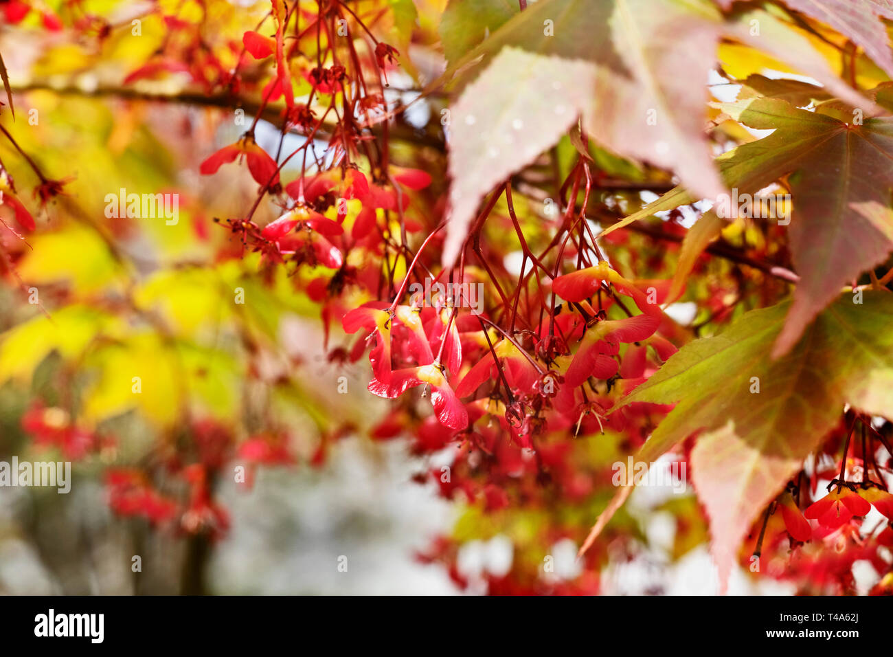 Red maple tree flowers hi-res stock photography and images - Alamy