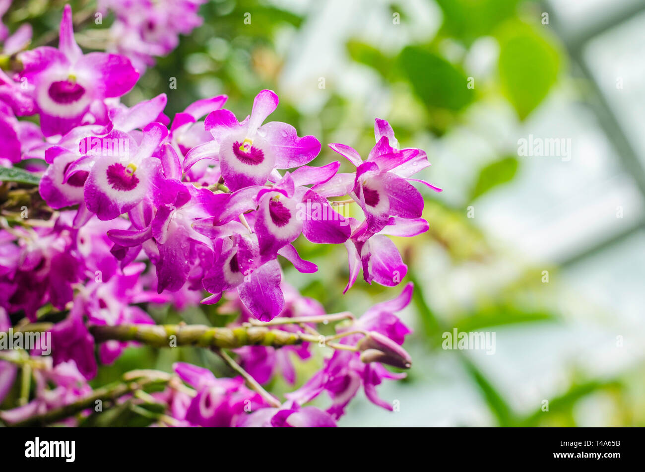 Lush orchid plants hi-res stock photography and images - Alamy