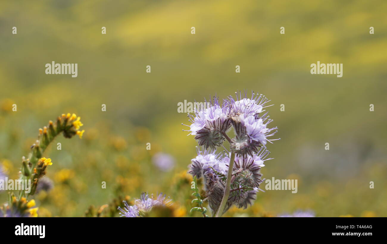 Super Bloom 2019, Carizzo Plain National Monument, California, USA ...