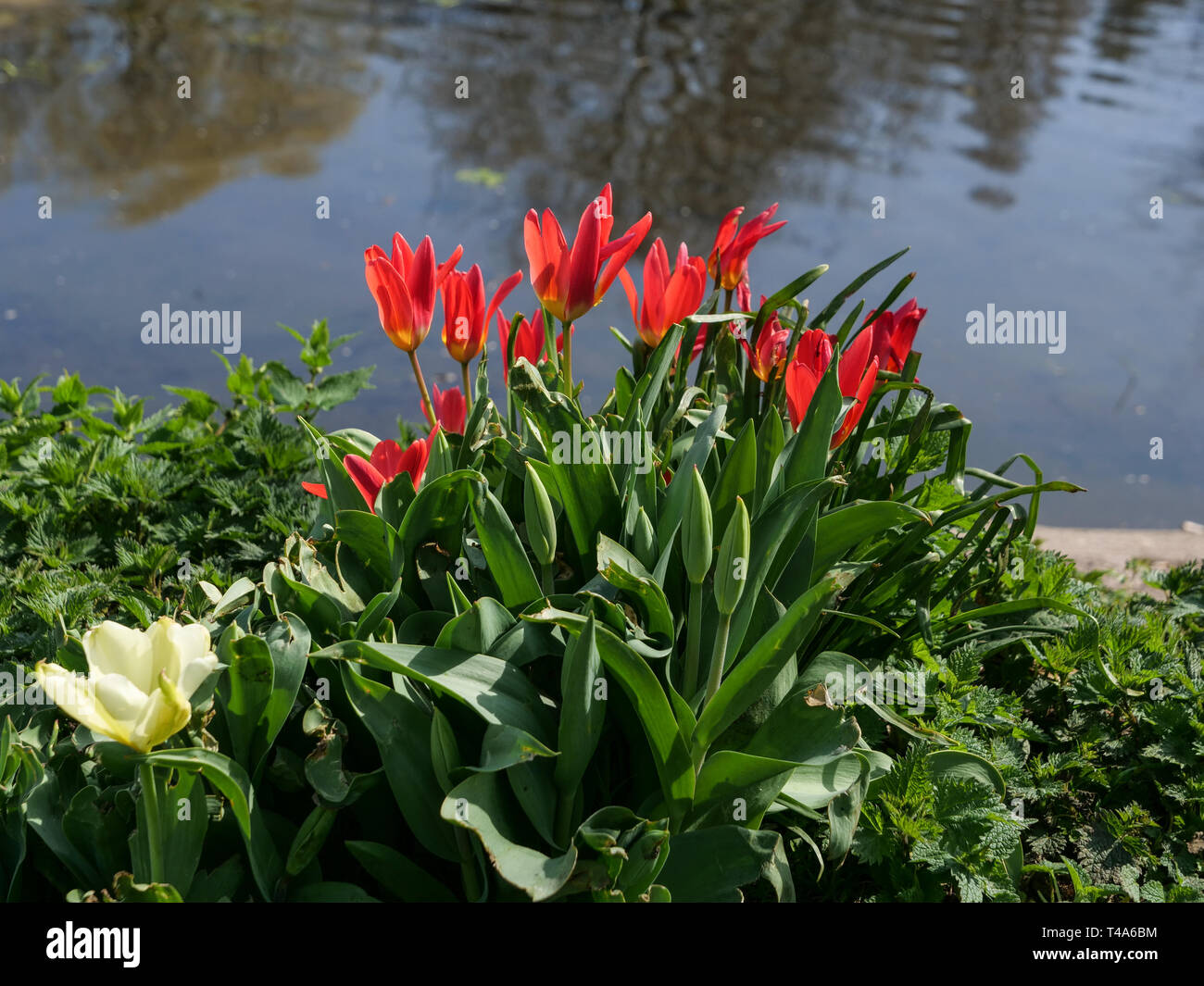 Bank of tulips hi-res stock photography and images - Alamy