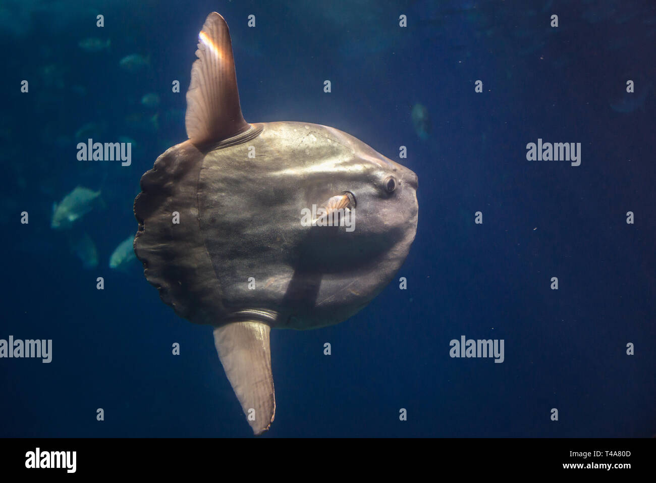 Mola mola - ocean sunfish also called common mola in Oceanario de ...