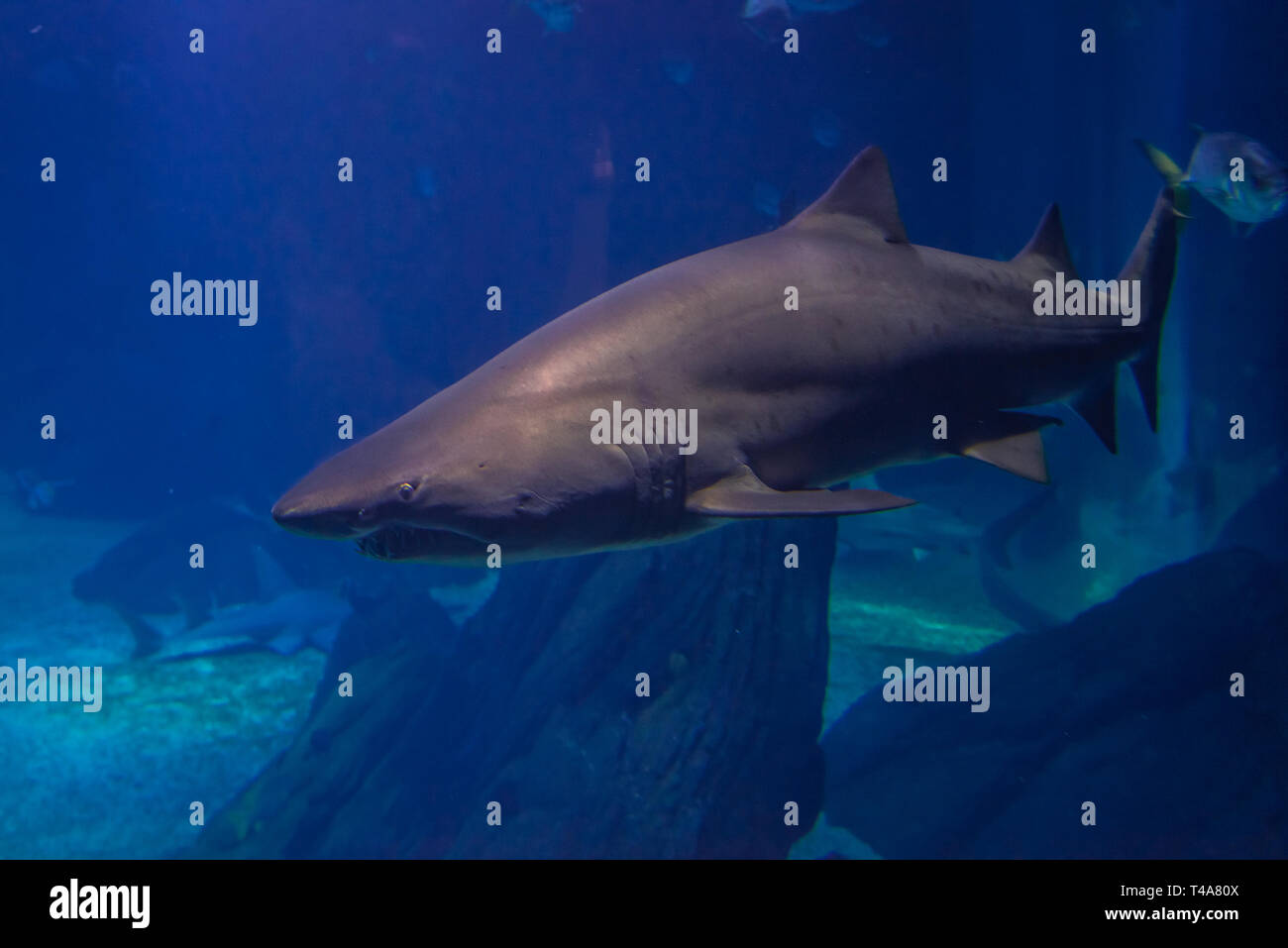 Carcharias taurus commonly known as Sand tiger shark in Oceanario de ...
