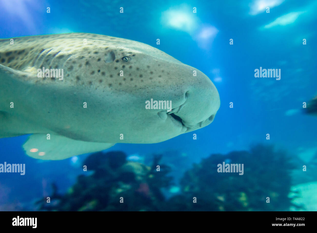Portuguese shark hi-res stock photography and images - Alamy