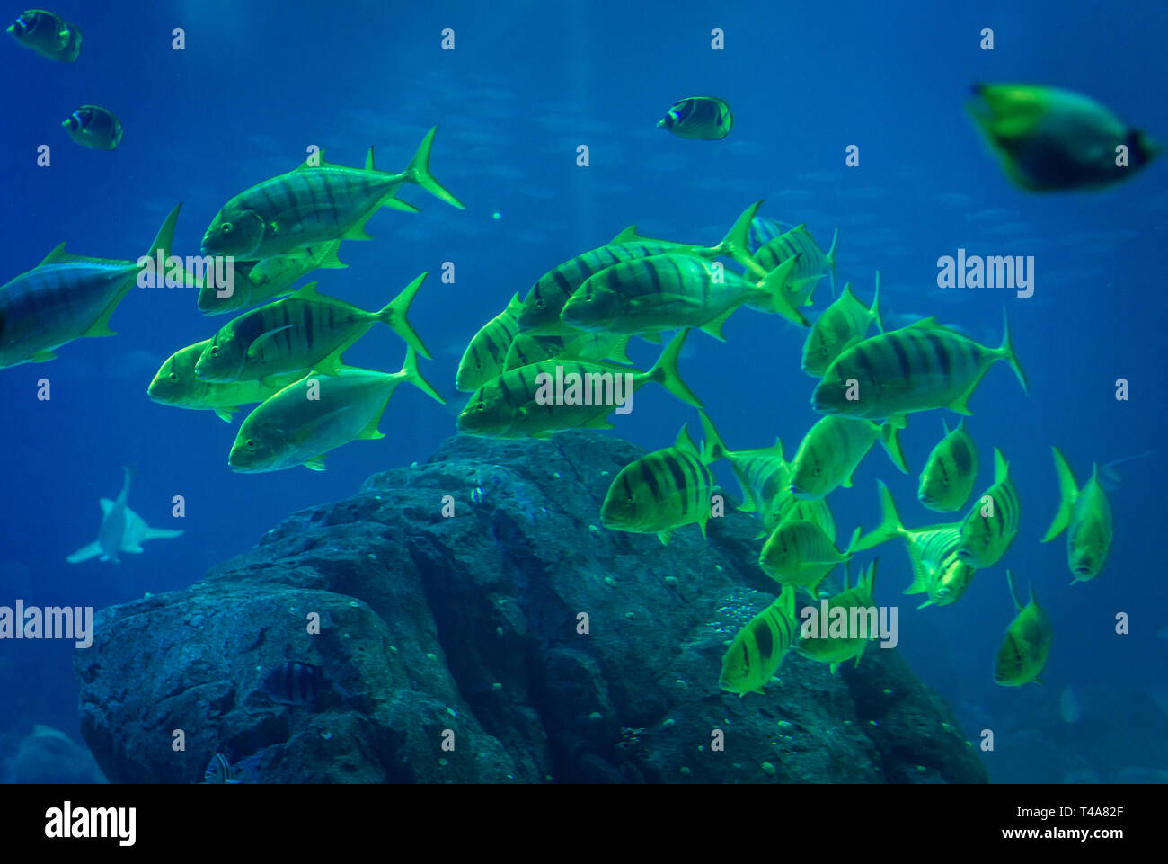 Golden jack fishes in Oceanario de Lisboa in Lisbon, Portugal Stock ...