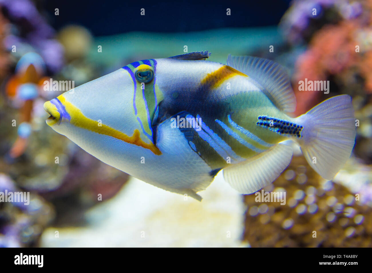 Lagoon triggerfish also called Picassofish in Oceanario de Lisboa in ...
