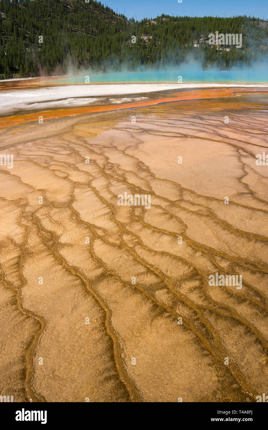 Geyser in grand prismatic spring Basin in Yellowstone National Park in ...