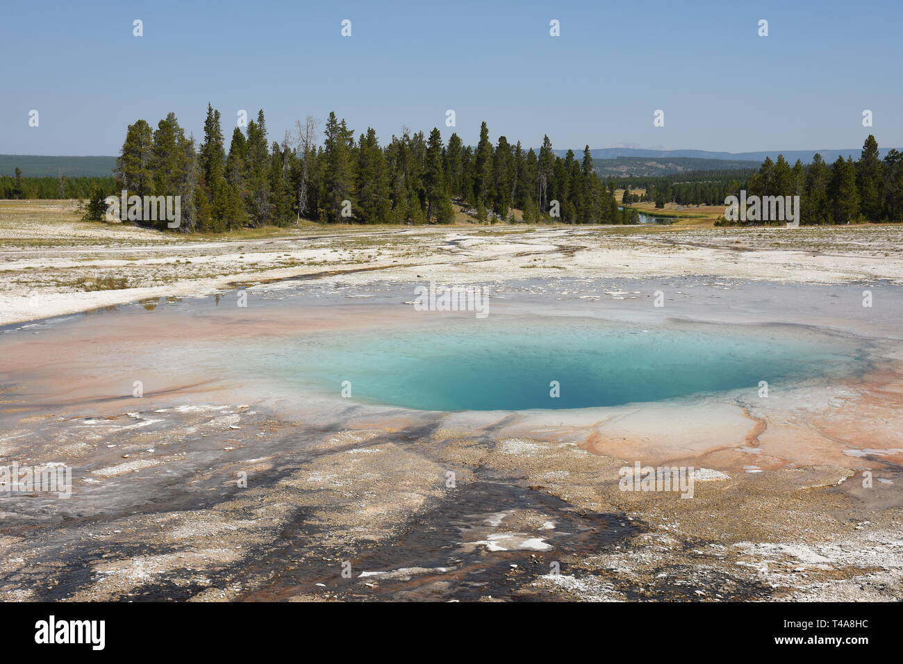 Geyser in grand prismatic spring Basin in Yellowstone National Park in ...