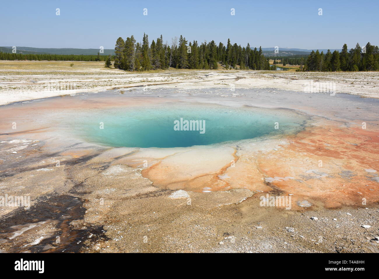 Geyser in grand prismatic spring Basin in Yellowstone National Park in ...