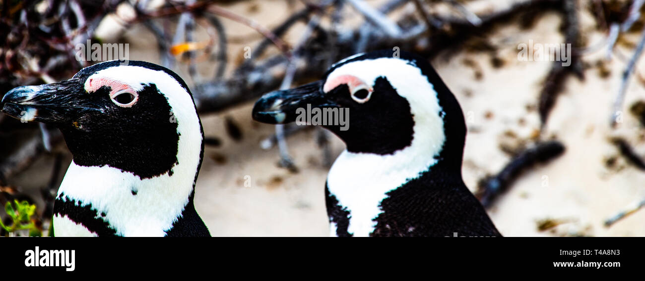 Two penguins hi-res stock photography and images - Alamy