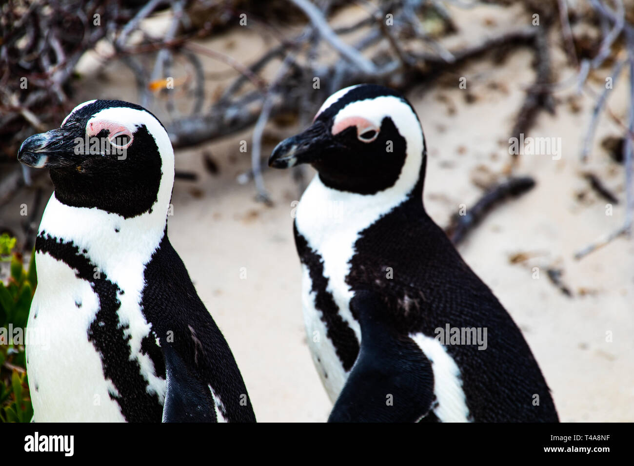 Two penguins hi-res stock photography and images - Alamy