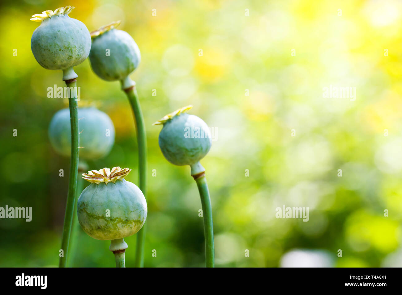 Poppy cocoon hi-res stock photography and images - Alamy