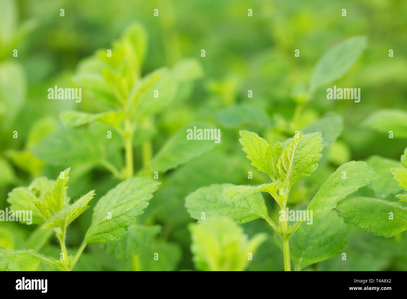 Field Balm High Resolution Stock Photography and Images - Alamy