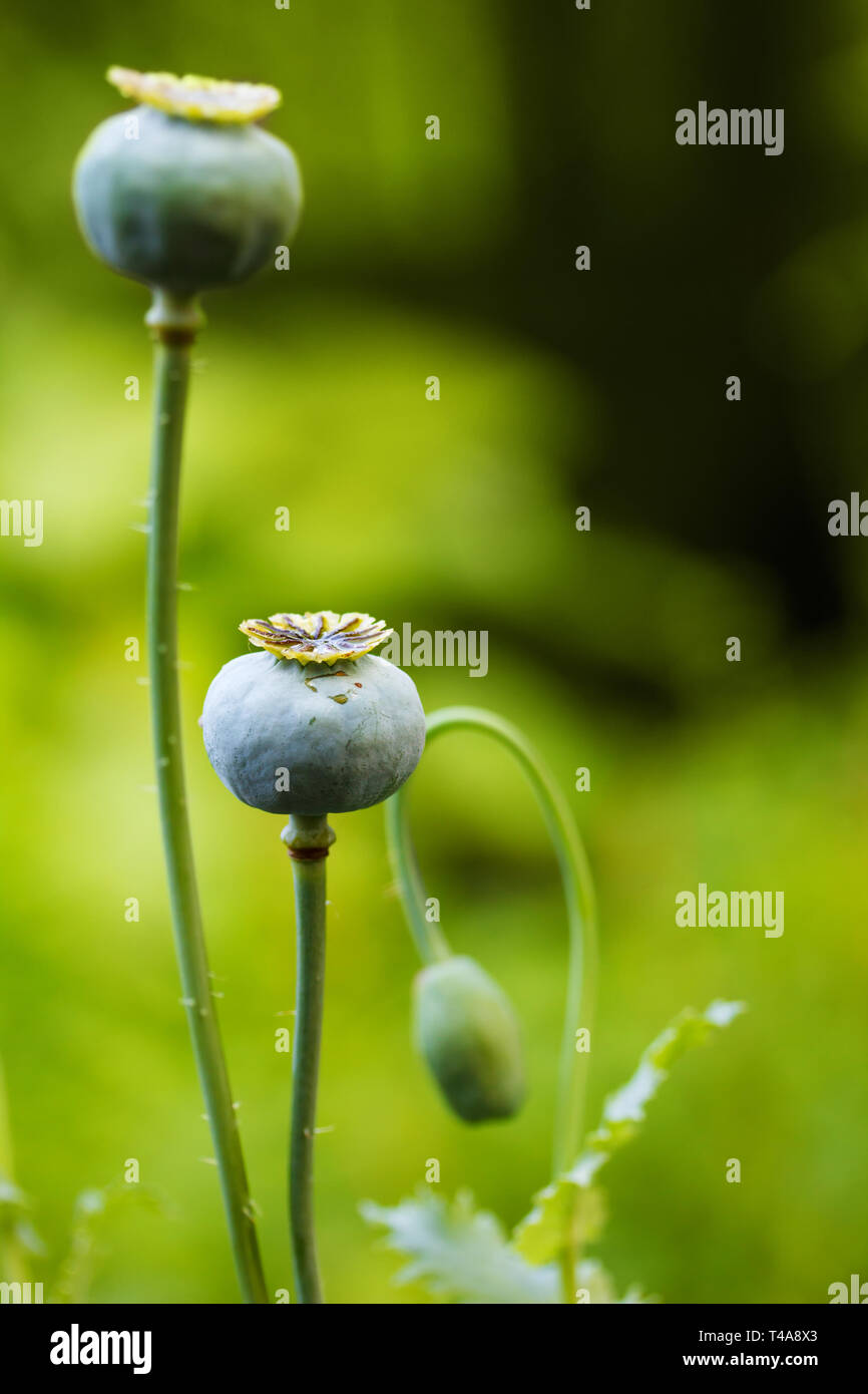 Poppy cocoon hi-res stock photography and images - Alamy
