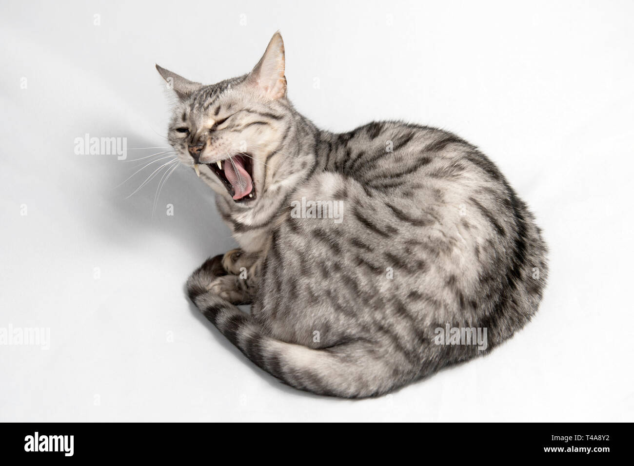 Silver bengal spotted cat hi-res stock photography and images - Alamy