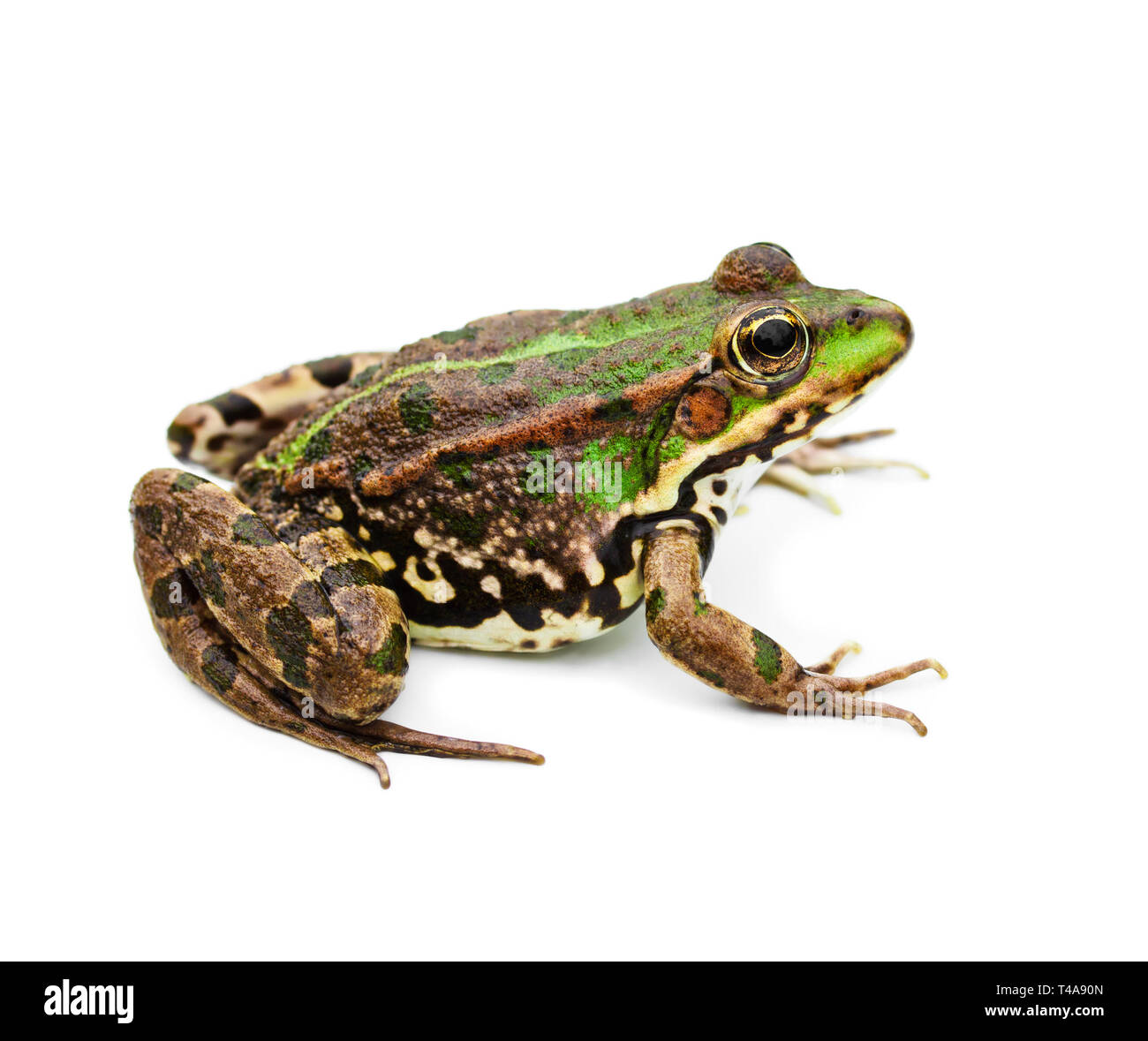 Exotic green frog Cut Out Stock Images & Pictures - Alamy