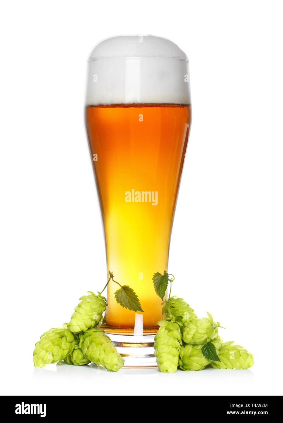 Cone hop plant beer bitter pint hi-res stock photography and images - Alamy