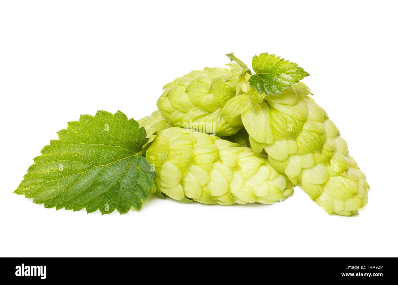 hop isolated on white Stock Photo - Alamy